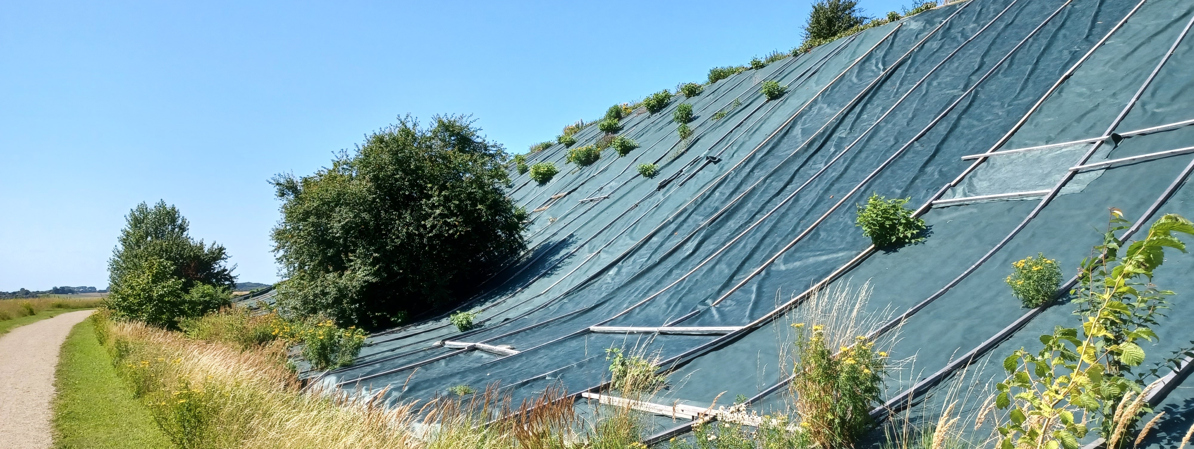 Invasive arter - Vej og Park